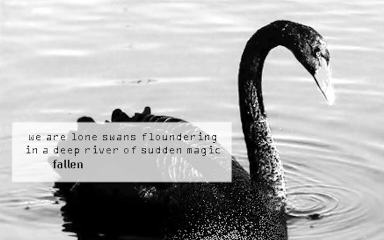 Fallen :: We are lone swans floundering in a deep river or sudden magic ...